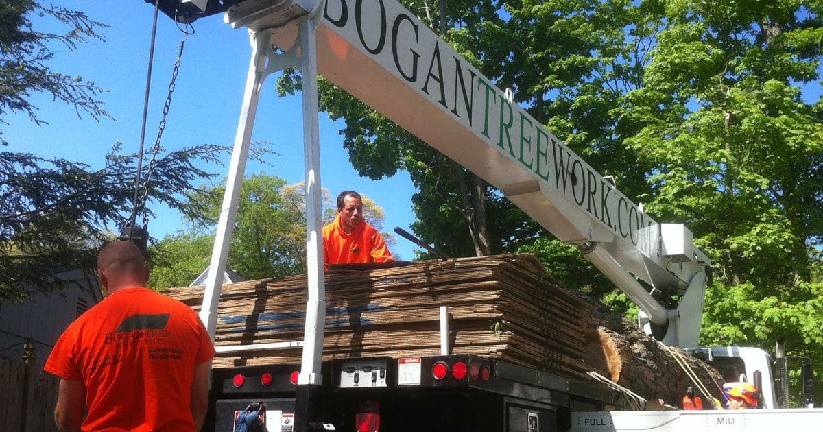 Employment Opportunities | Bogan Tree Service