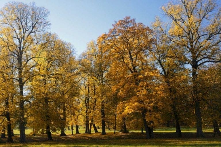 Why Hire an Arborist? | Bogan Tree Service