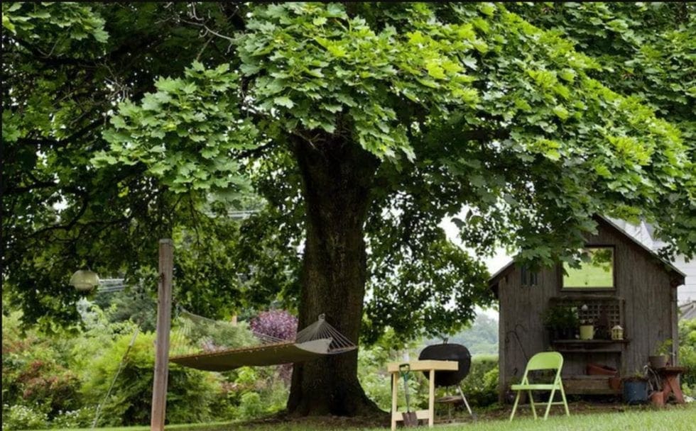 Nice Shades: 7 Fast Growing Shade Trees to Slash Your Electric Bill ...